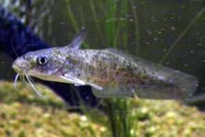 Is it worth putting fish in my dam? – Water Quality Solutions