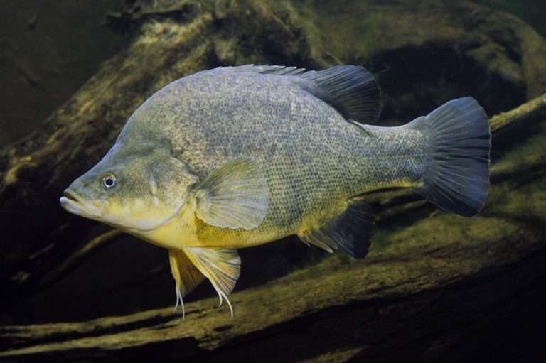 Is it worth putting fish in my dam? – Water Quality Solutions