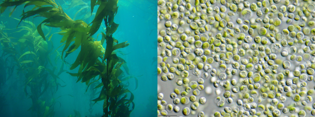 10 Ways to Get Rid of Algae from a Dam – Water Quality Solutions