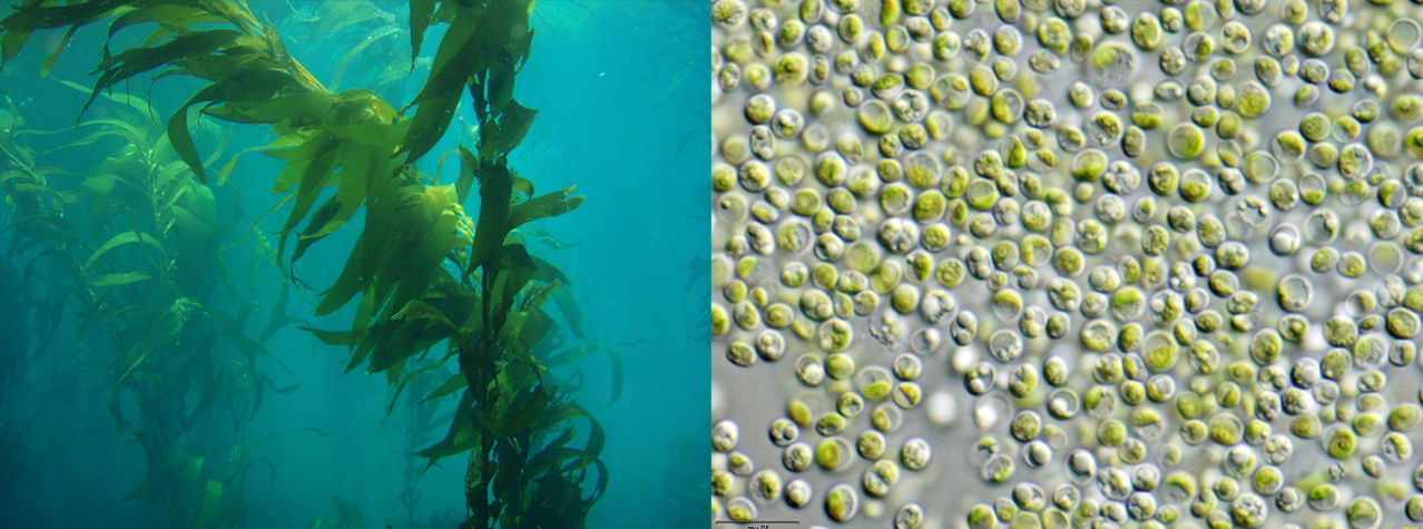 10 Ways to Get Rid of Algae from a Dam – Water Quality Solutions