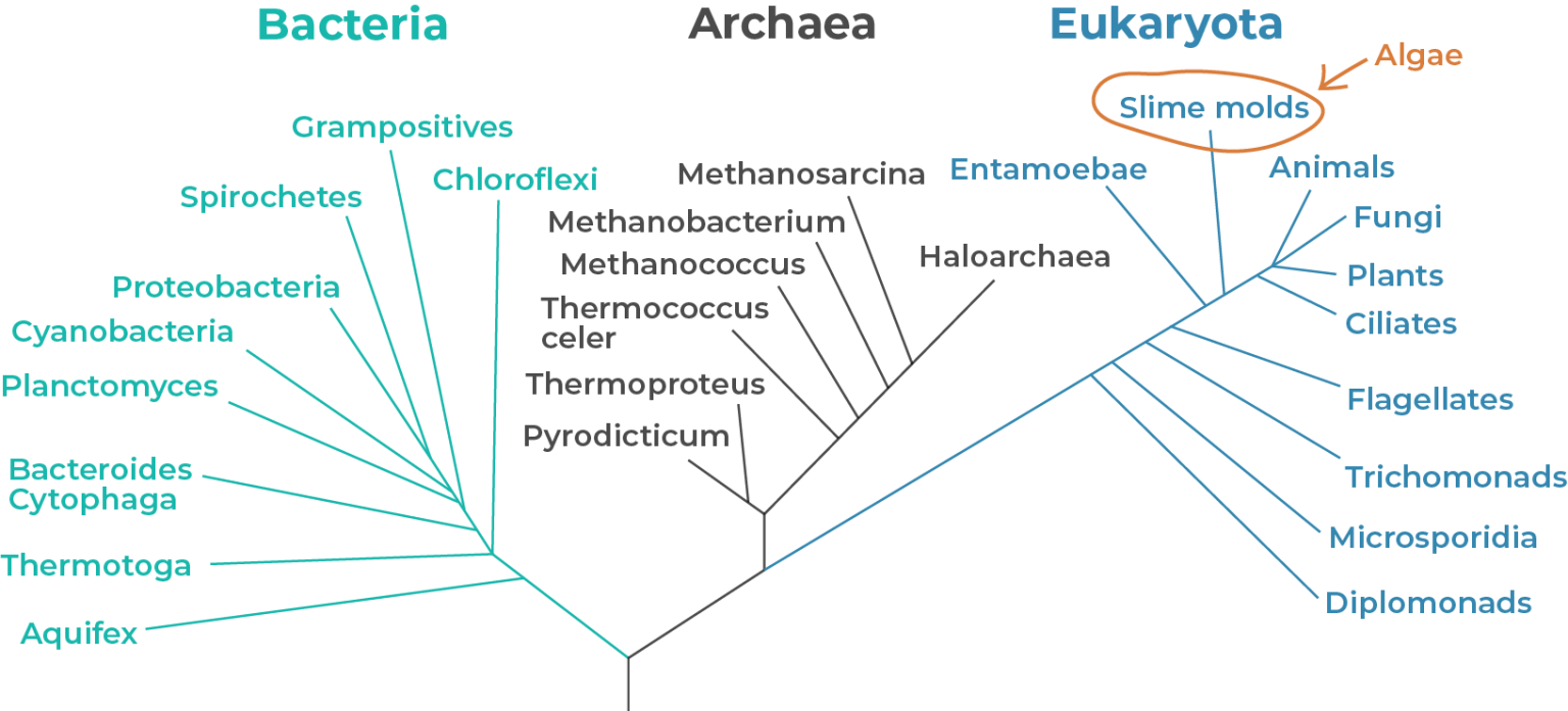 10 Ways to Get Rid of Algae from a Dam - Water Quality Solutions