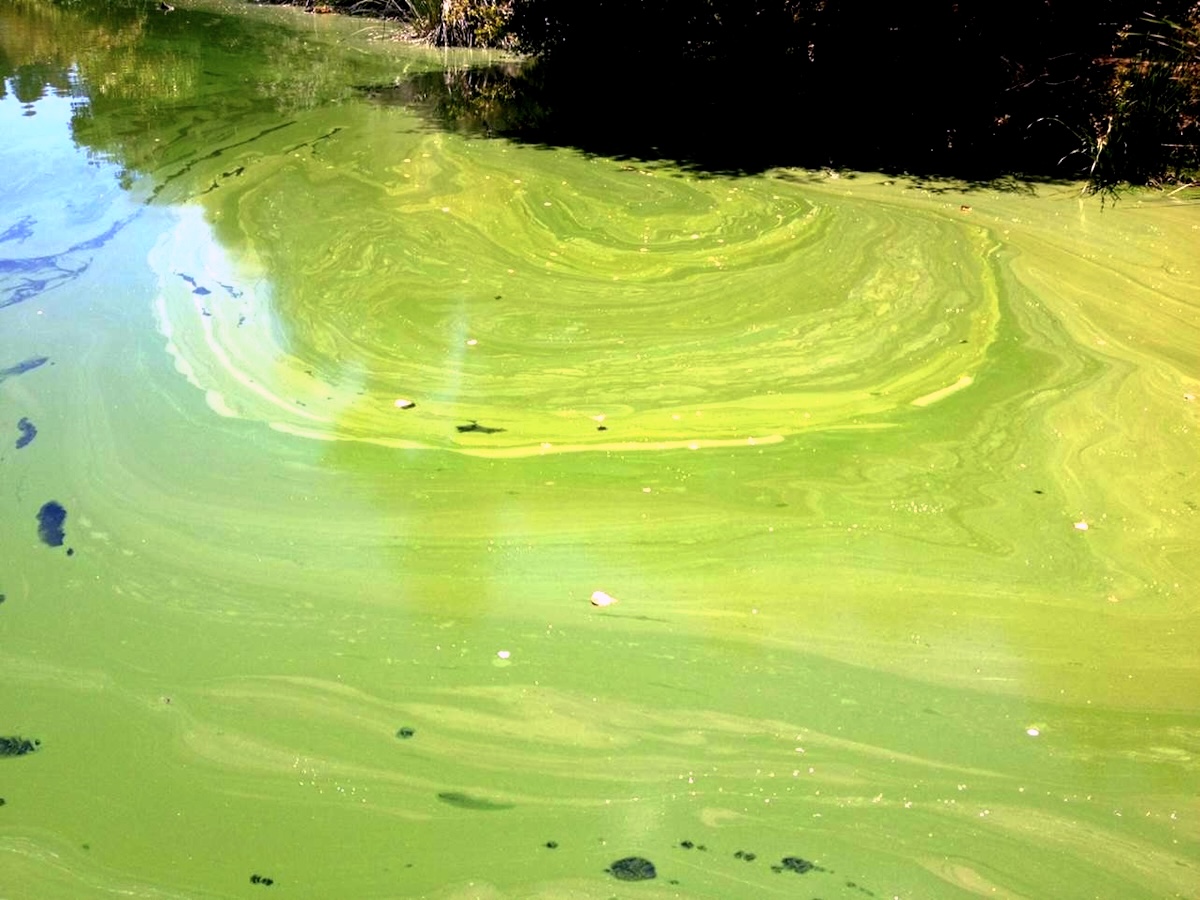 How to Stop Wildlife Getting Sick or Dying in Your Dam – Water Quality ...