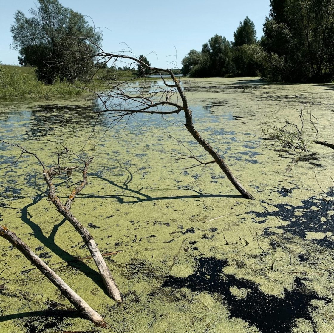 10 Ways to Get Rid of Algae from a Dam – Water Quality Solutions