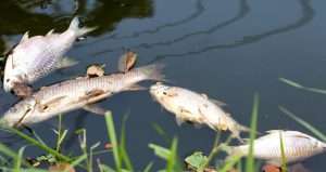 How to Prevent Fish Dying in Your Dam – Water Quality Solutions