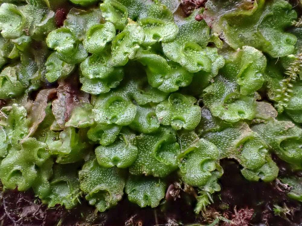 What Is Liverwort? Is It Safe for Your Dam? – Water Quality Solutions