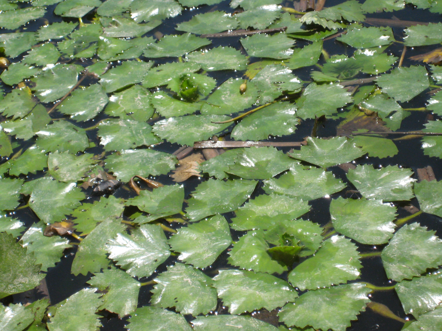 What Aquatic Weed Do I Have? – Water Quality Solutions