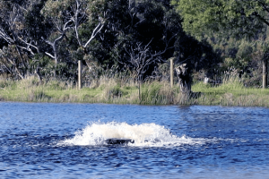 Small dam surface aerators – Water Quality Solutions