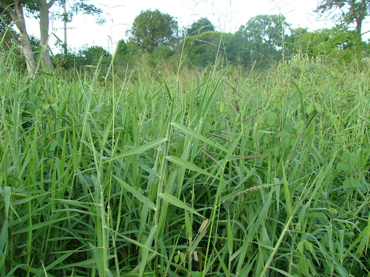 What Aquatic Weed Do I Have? – Water Quality Solutions