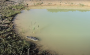 How to Floc a Dam in 24 Hours (to Clear Muddy Water) – Water Quality ...