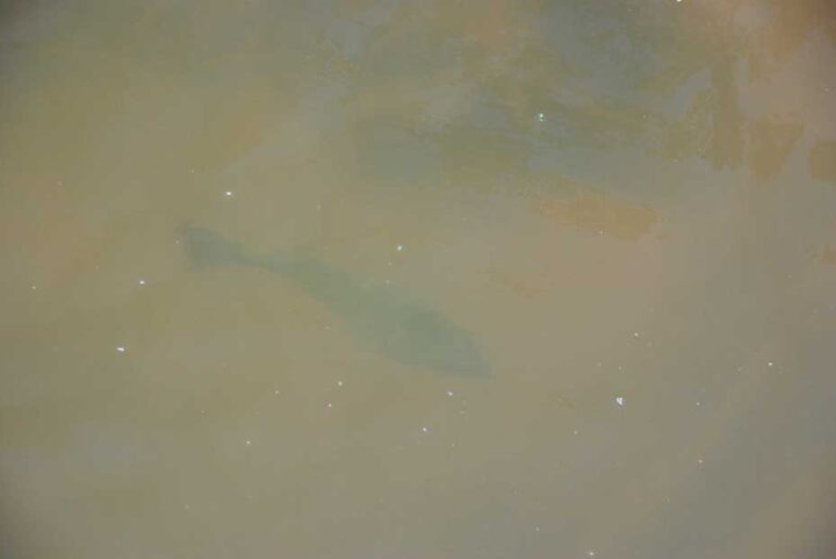 Murky Water in Dams, Ponds & Lakes: What’s Really Going On (And How to ...