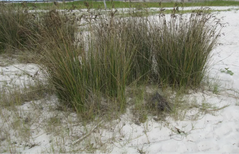 Top 8 Native Australian Plants for Dam Bank Erosion Control – Water ...