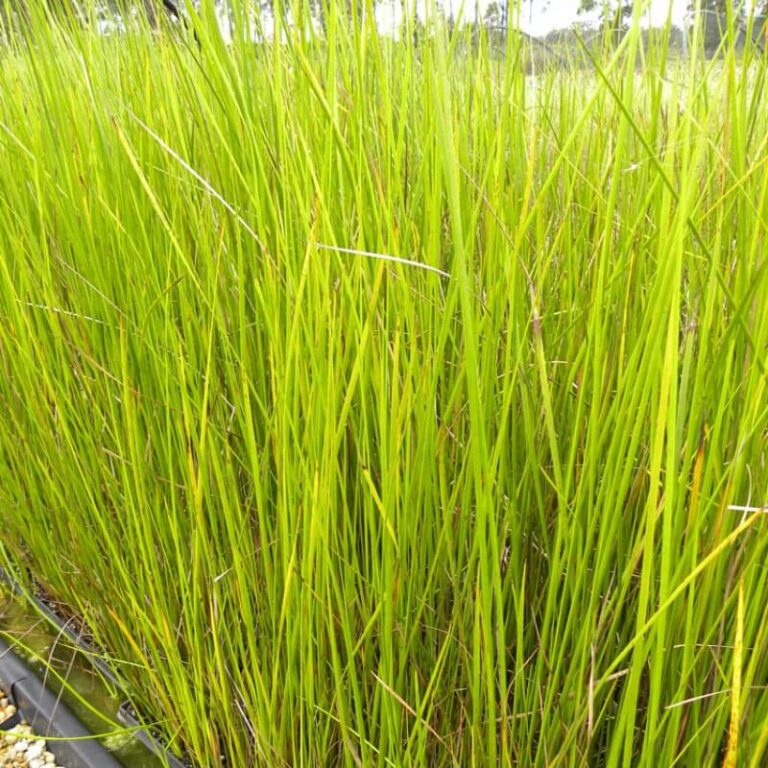 Top 8 Native Australian Plants for Dam Bank Erosion Control – Water ...