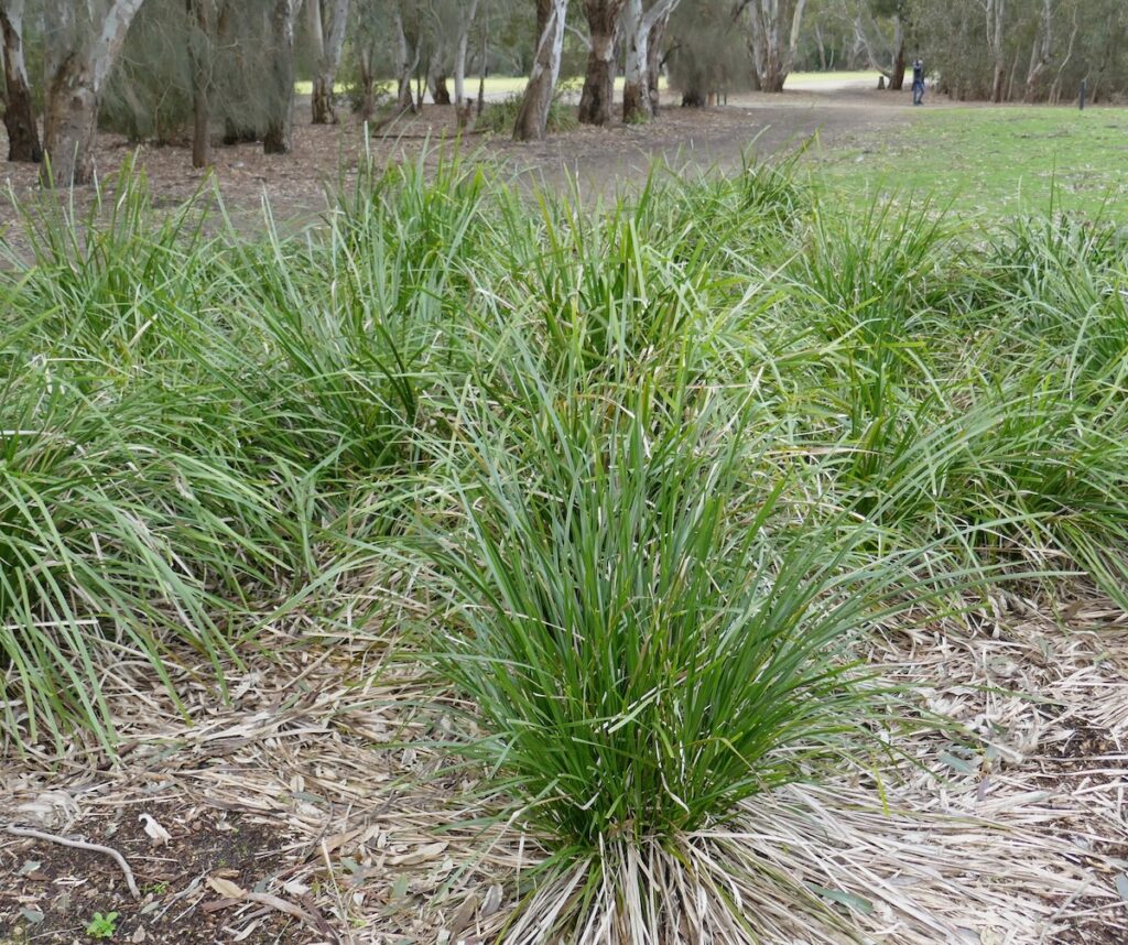 Top 8 Native Australian Plants for Dam Bank Erosion Control – Water ...