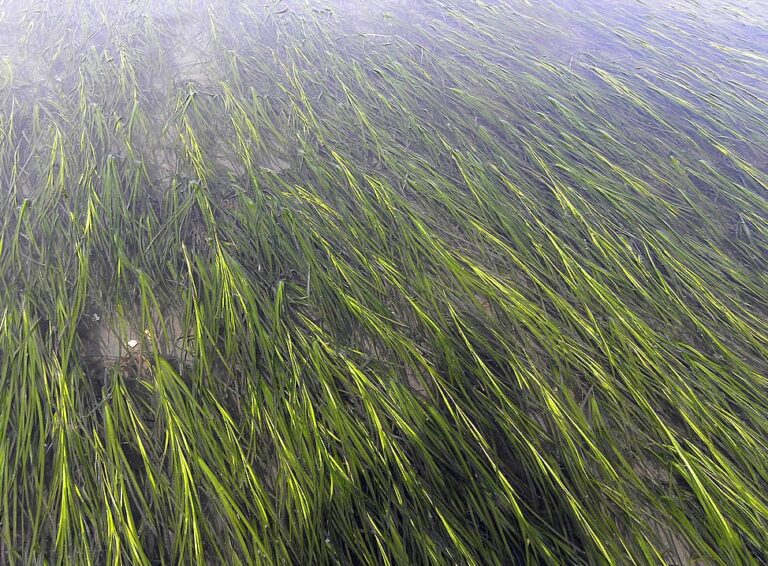 Marginal Planting for Australian Dams and Ponds: Best and Worst Plants ...