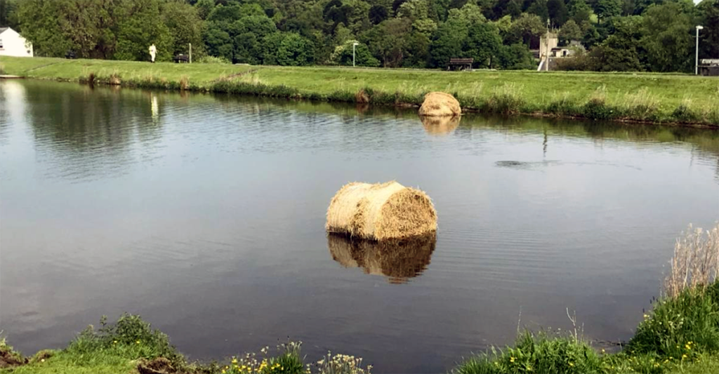 The Barley Straw Myth: Does it Help Prevent Algae Growth? – Water ...