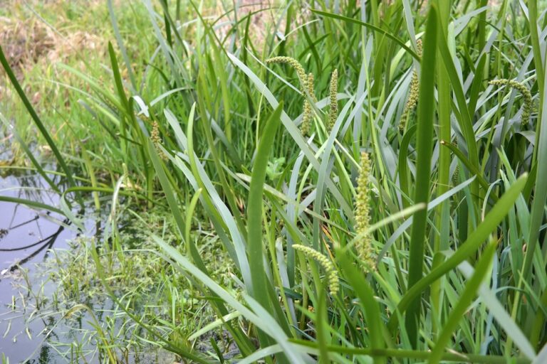 Marginal Planting for Australian Dams and Ponds: Best and Worst Plants ...